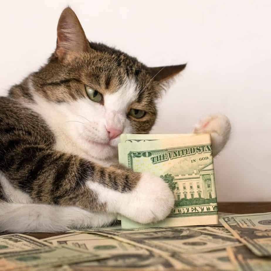 How to Plan a Budget for Your Cat