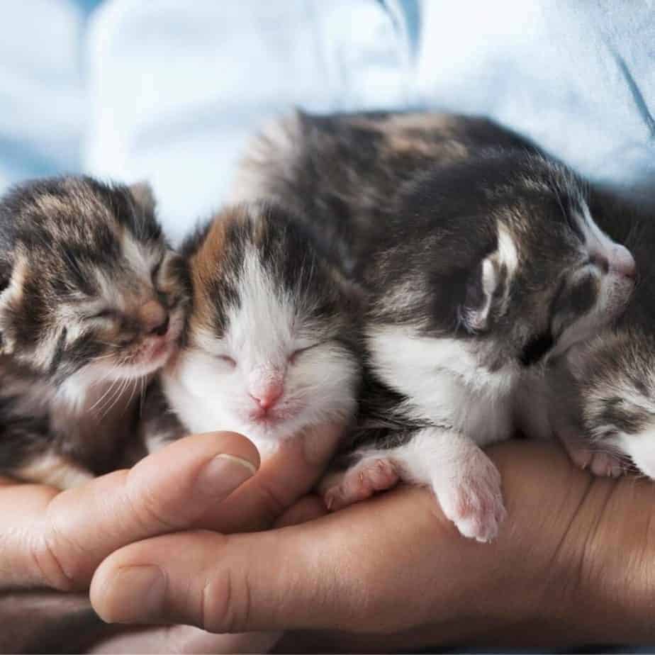 What Should You Do if You Find an Orphaned Kitten?
