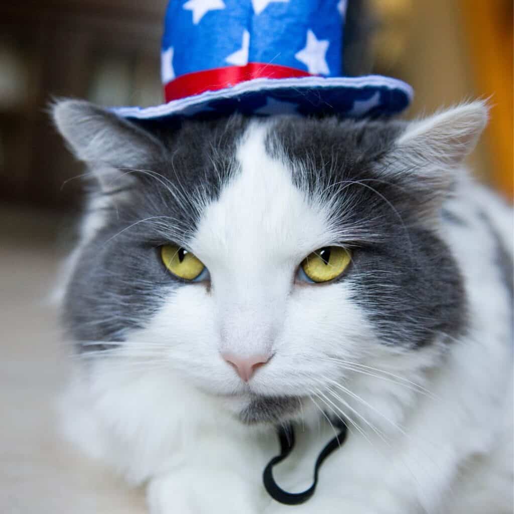 July 4th Safety Tips For Cats