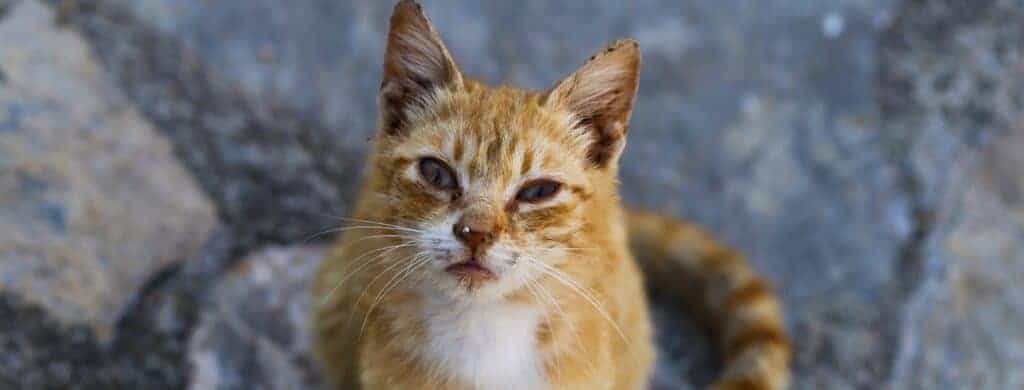 Just Say No to Dumping Cats Outside