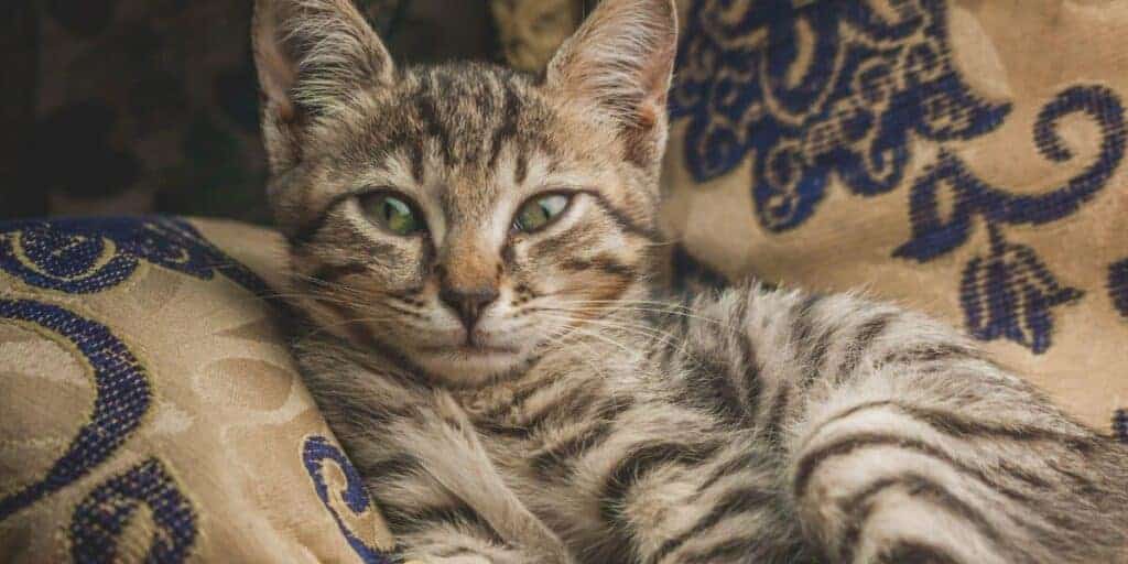 The Fascinating World of Tabby Cat Patterns