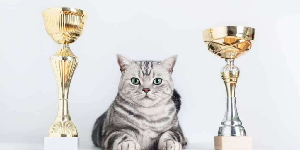 The Fascinating History of Cat Shows: From the Middle Ages to Modern ...