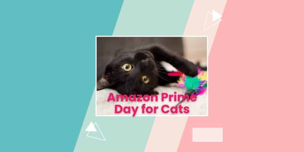 Amazon Prime Day for Cat Lovers