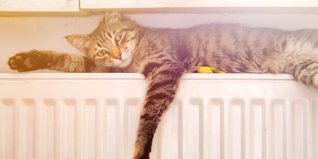 Carbon Monoxide Poisoning in Cats: Symptoms and Prevention