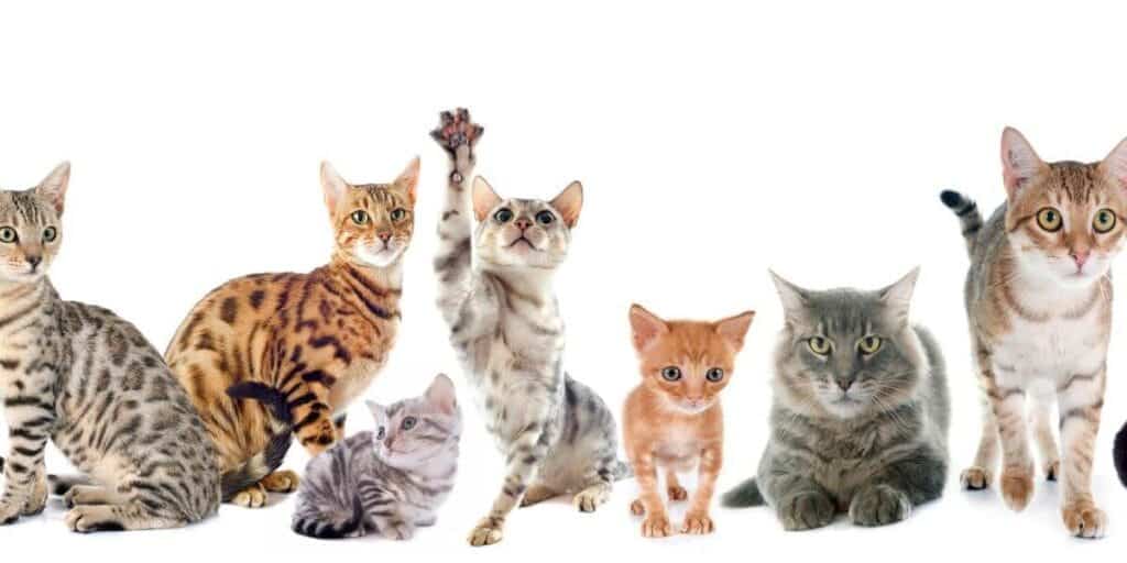 The Power of Group Scent: Harmony in Your Multicat Family