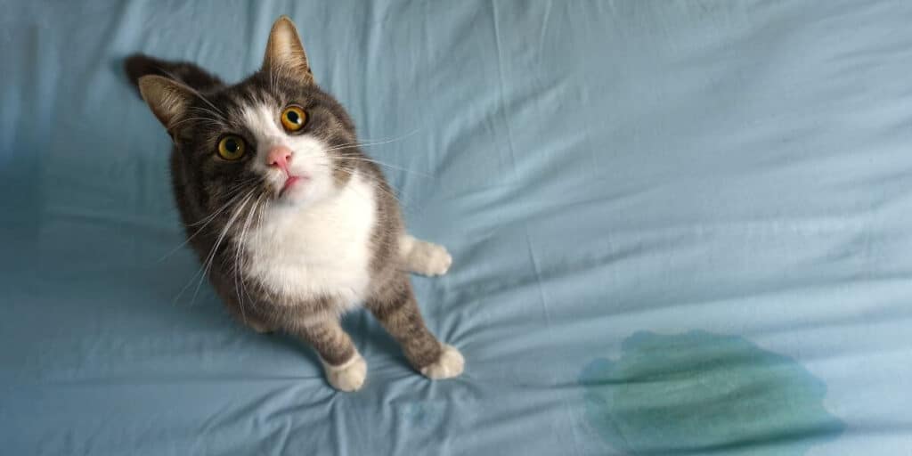 Managing Incontinence in Senior Cats to Improve Quality of Life