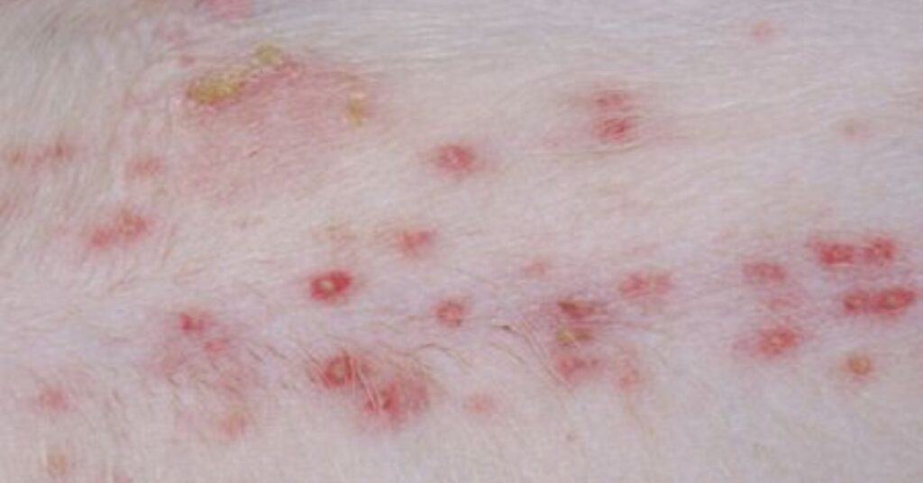 Dog Skin Conditions - YDoWeLovePets