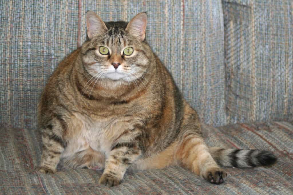 Combating Cat Obesity for a Healthier, Happier Pet