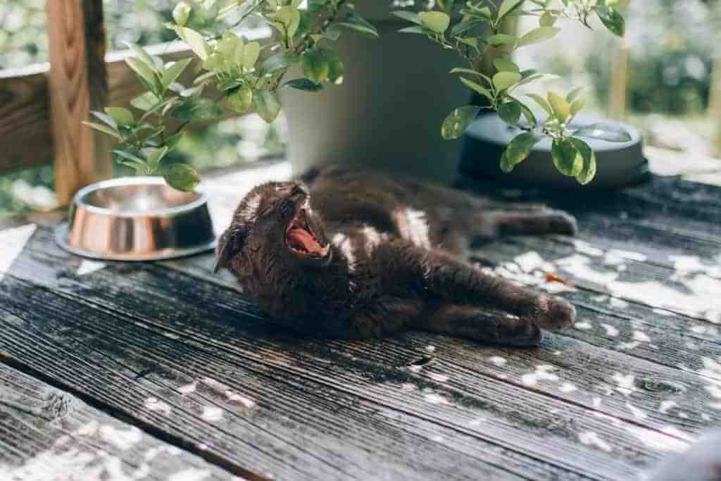 Beat the Heat! Tips to Keep Your Cat Cool