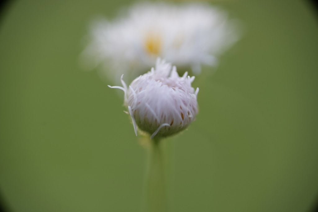 TAMRON SP 90mm F2.8 Di MACRO 272E レビュー作例 タムキュー等倍マクロオールドレンズ