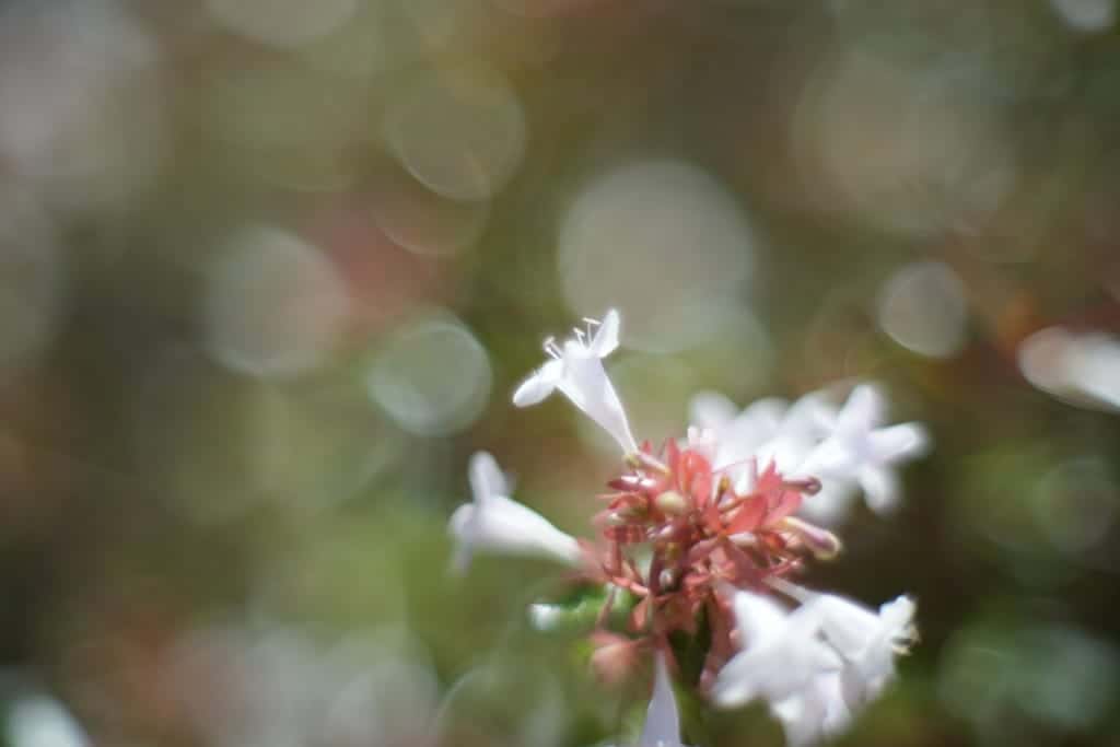 OM G.ZUIKO AUTO-S 55mm f1.2 Review作例 銀枠前期 OLYMPUS銘玉オールドレンズ