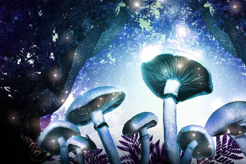 Shroom Tolerance Calculator: An Efficient Tool for Accurate Dosage ...
