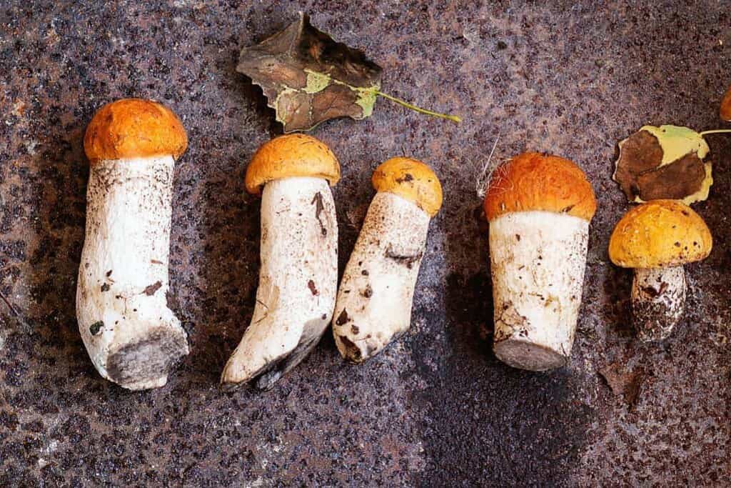 How to Grow Penis Envy Mushrooms: A Comprehensive Cultivation Guide ...
