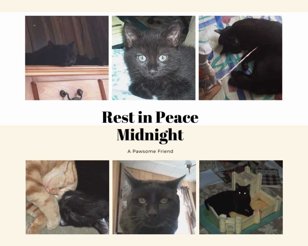 How to Help Your Grieving Cat