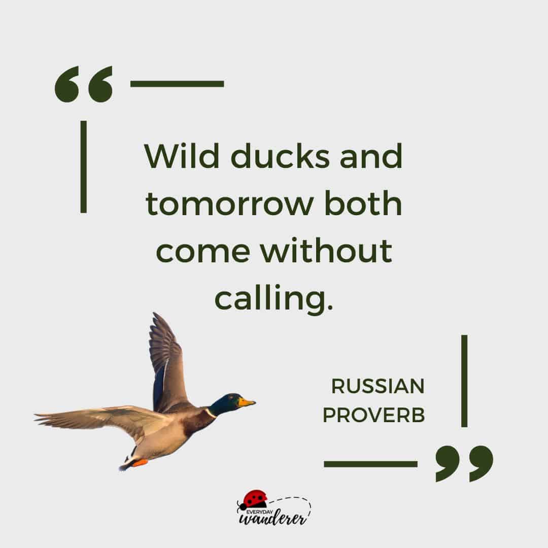 100+ Duck Quotes That Will Quack You Up