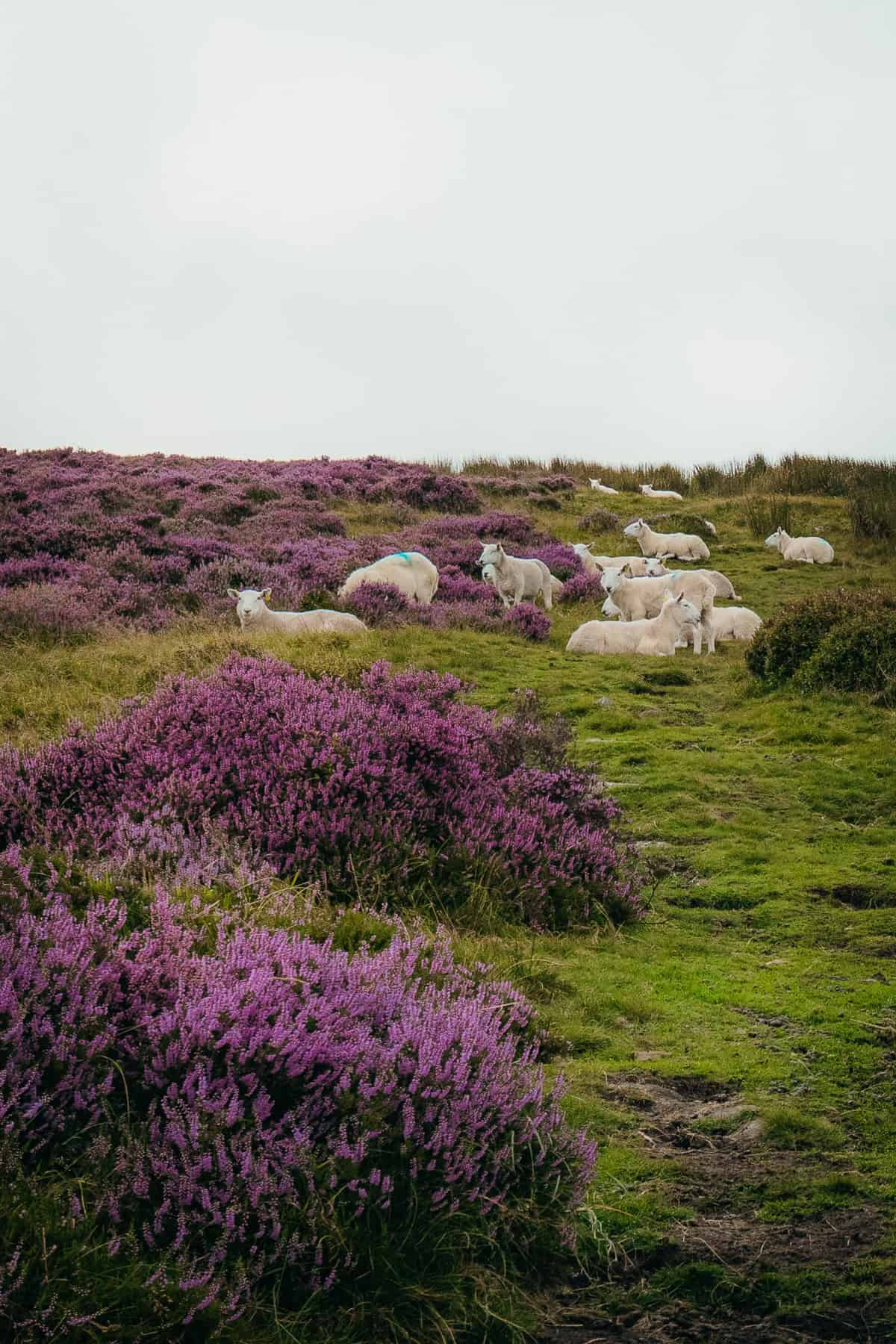How to Hike Lough Ouler (Tonelagee) + Itineraries, Parking & Map