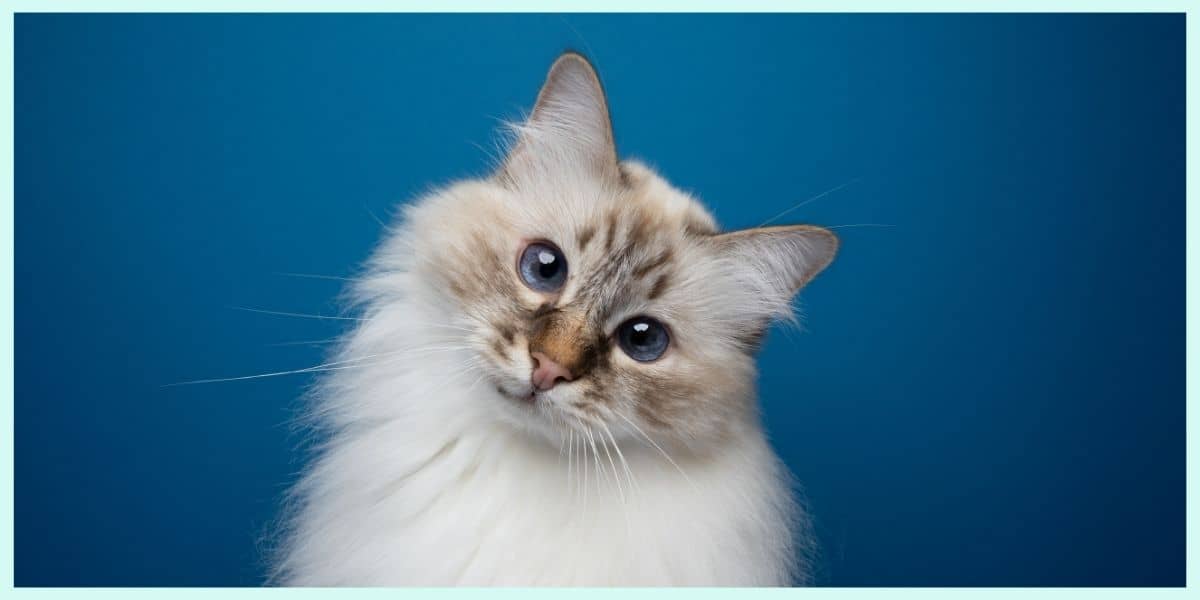 Meet The Beautiful Birman Cat: From Temple Legend To Show Ring