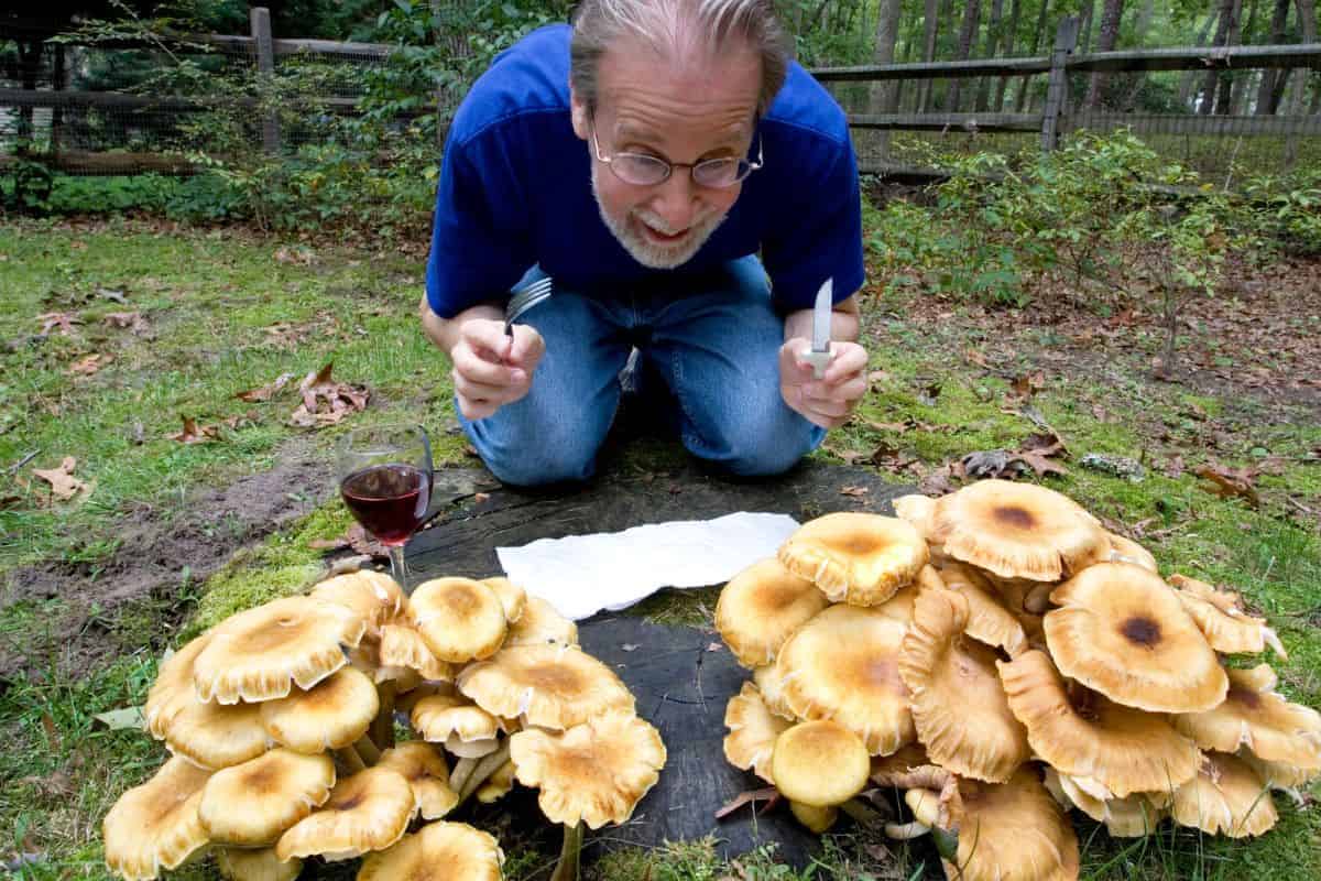 Mushroom Benefits for Men: A Comprehensive Guide - Shrooms Super Store