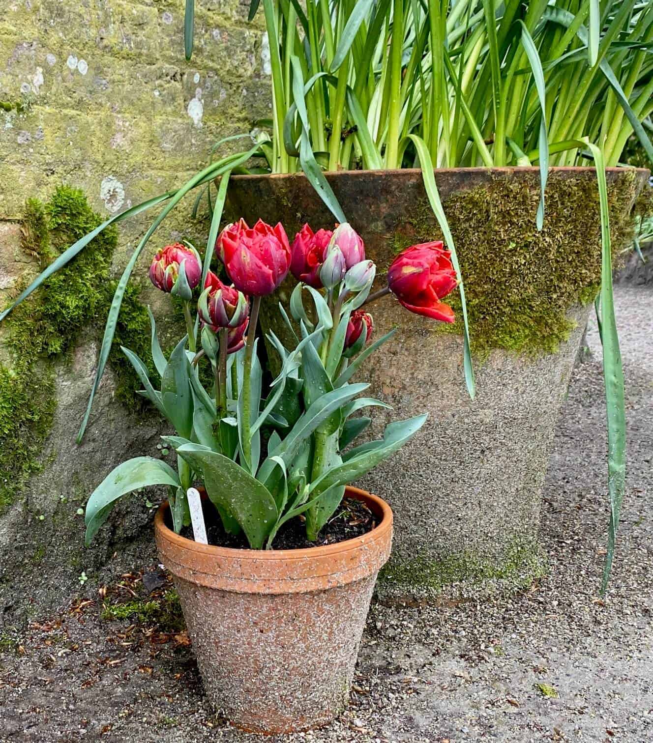 Types of Tulips: A Guide to Many Colourful Varieties - Rachel Bustin