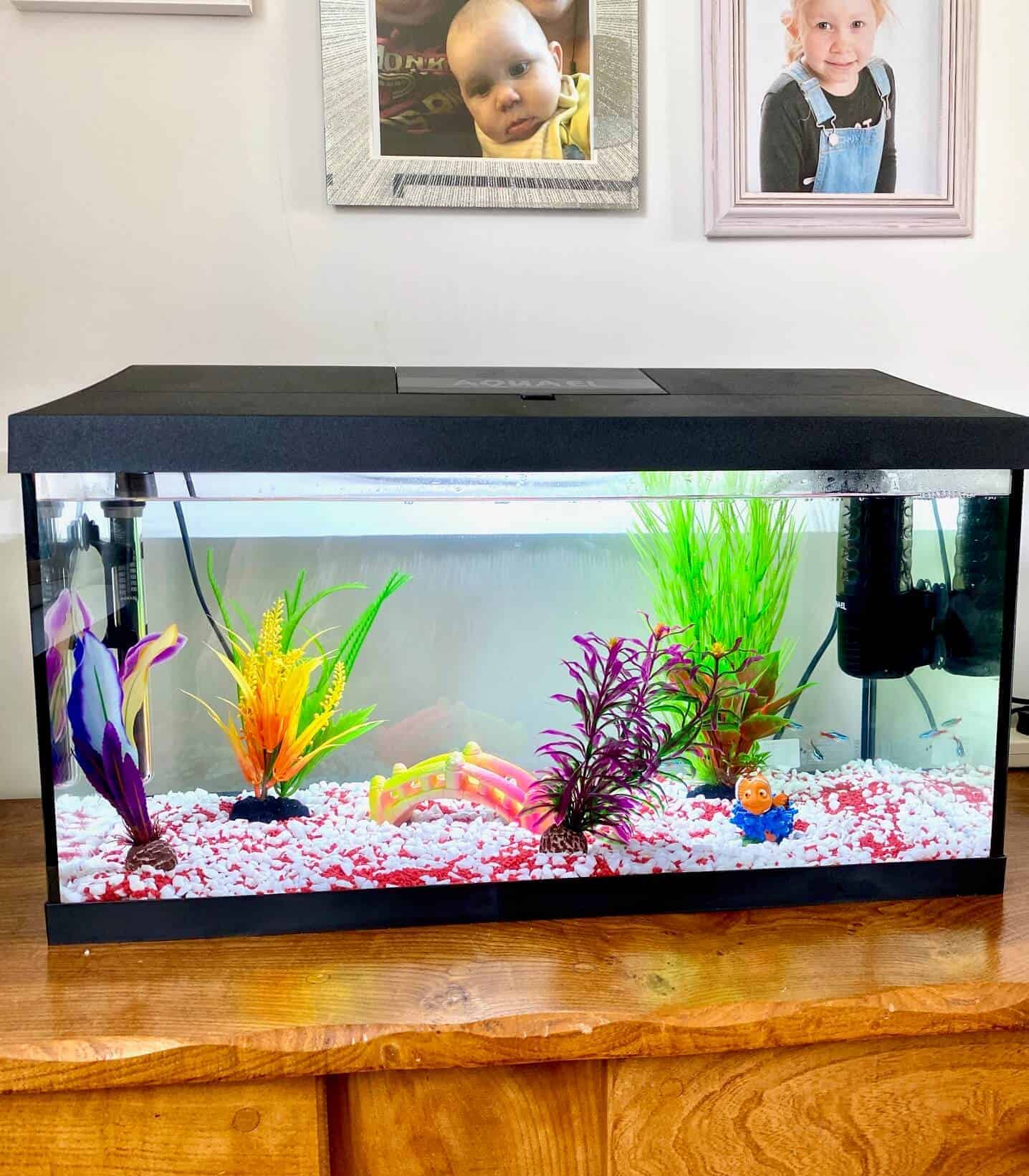 Top Tips On How To Set Up and Care For a Tropical Fish Tank