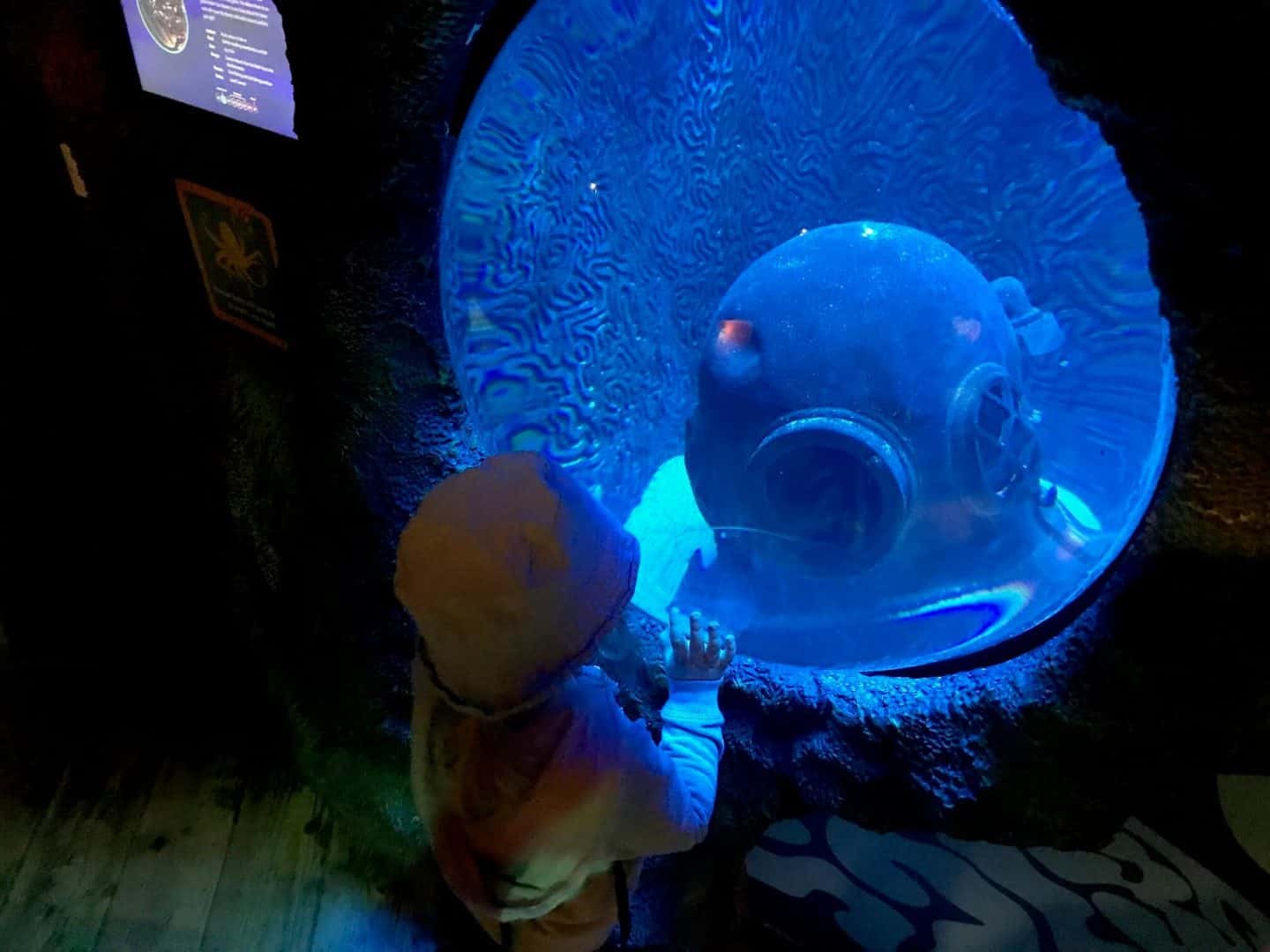 A Day Out In Manchester: Sea Life Manchester Aquarium Review - Rachel ...