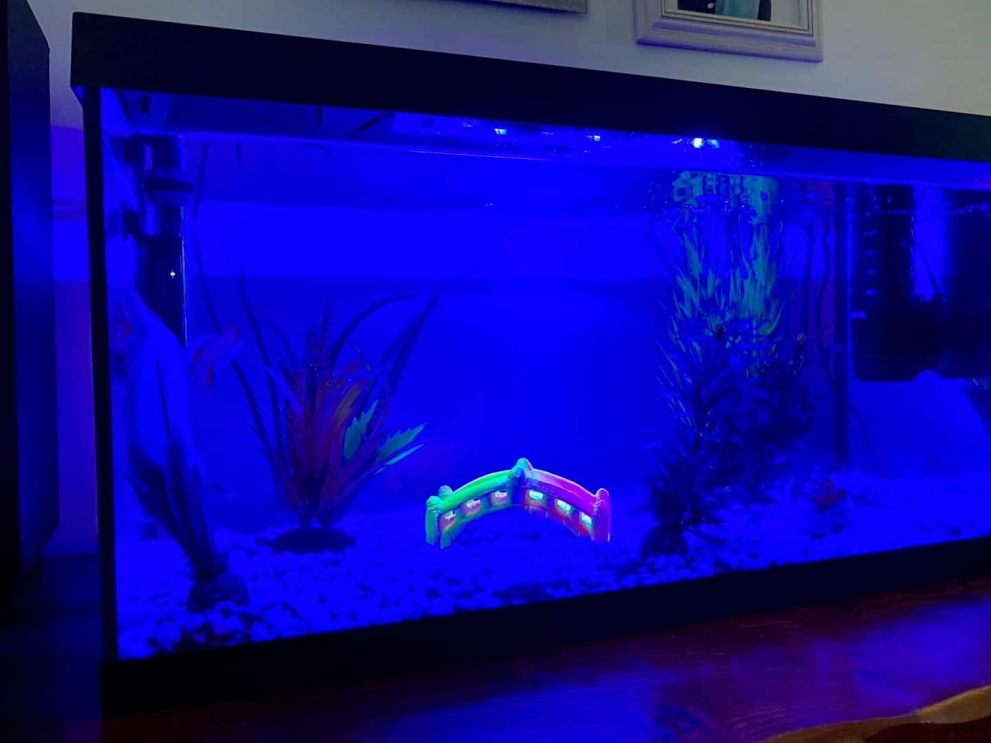 Top Tips On How To Set Up and Care For a Tropical Fish Tank