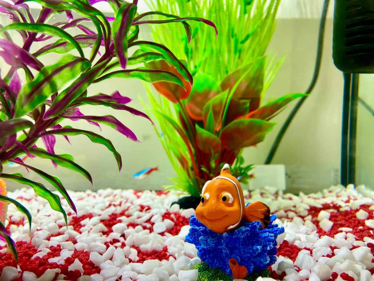 Top Tips On How To Set Up and Care For a Tropical Fish Tank