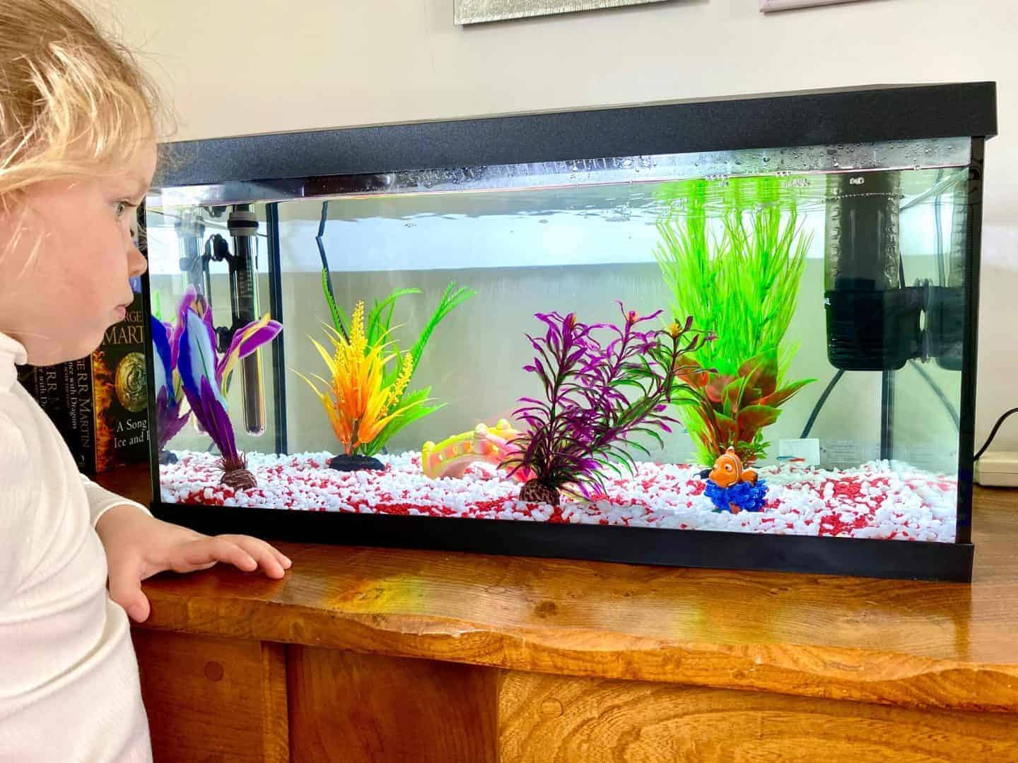 Top Tips On How To Set Up and Care For a Tropical Fish Tank