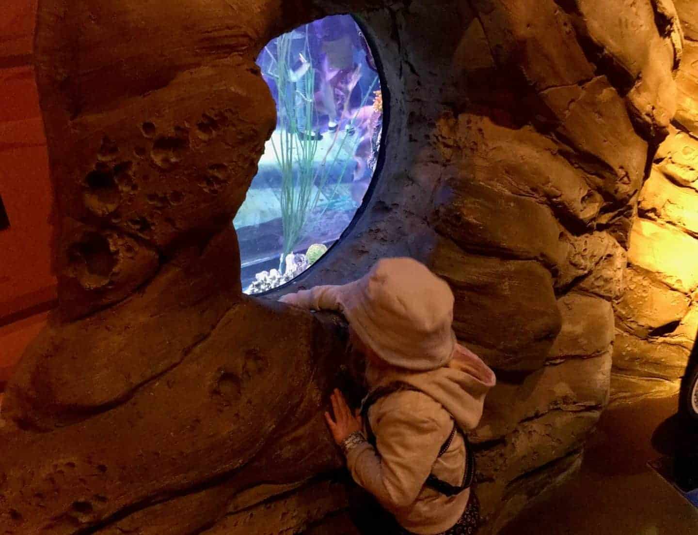 A Day Out In Manchester: Sea Life Manchester Aquarium Review - Rachel ...