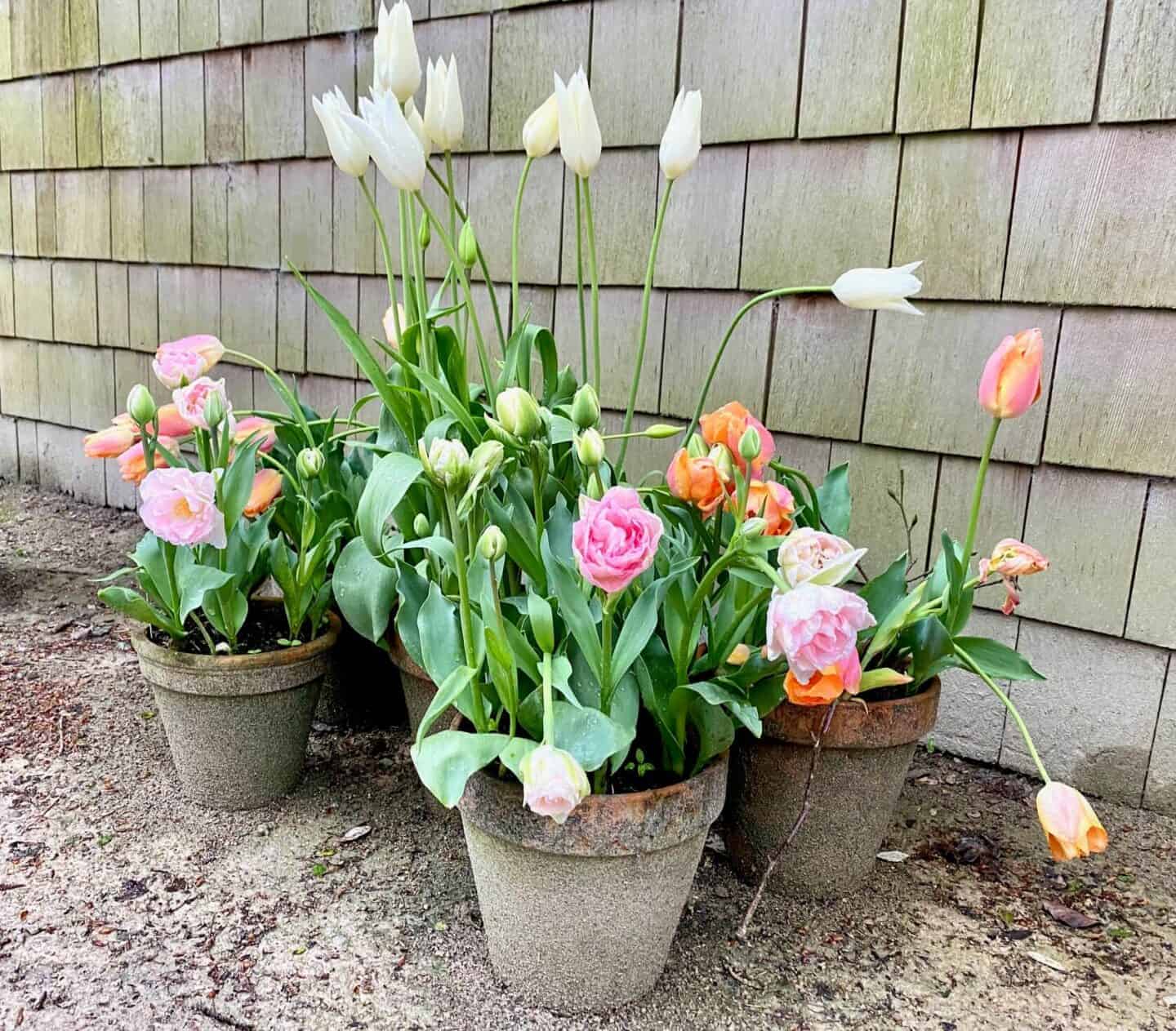 Types of Tulips: A Guide to Many Colourful Varieties - Rachel Bustin