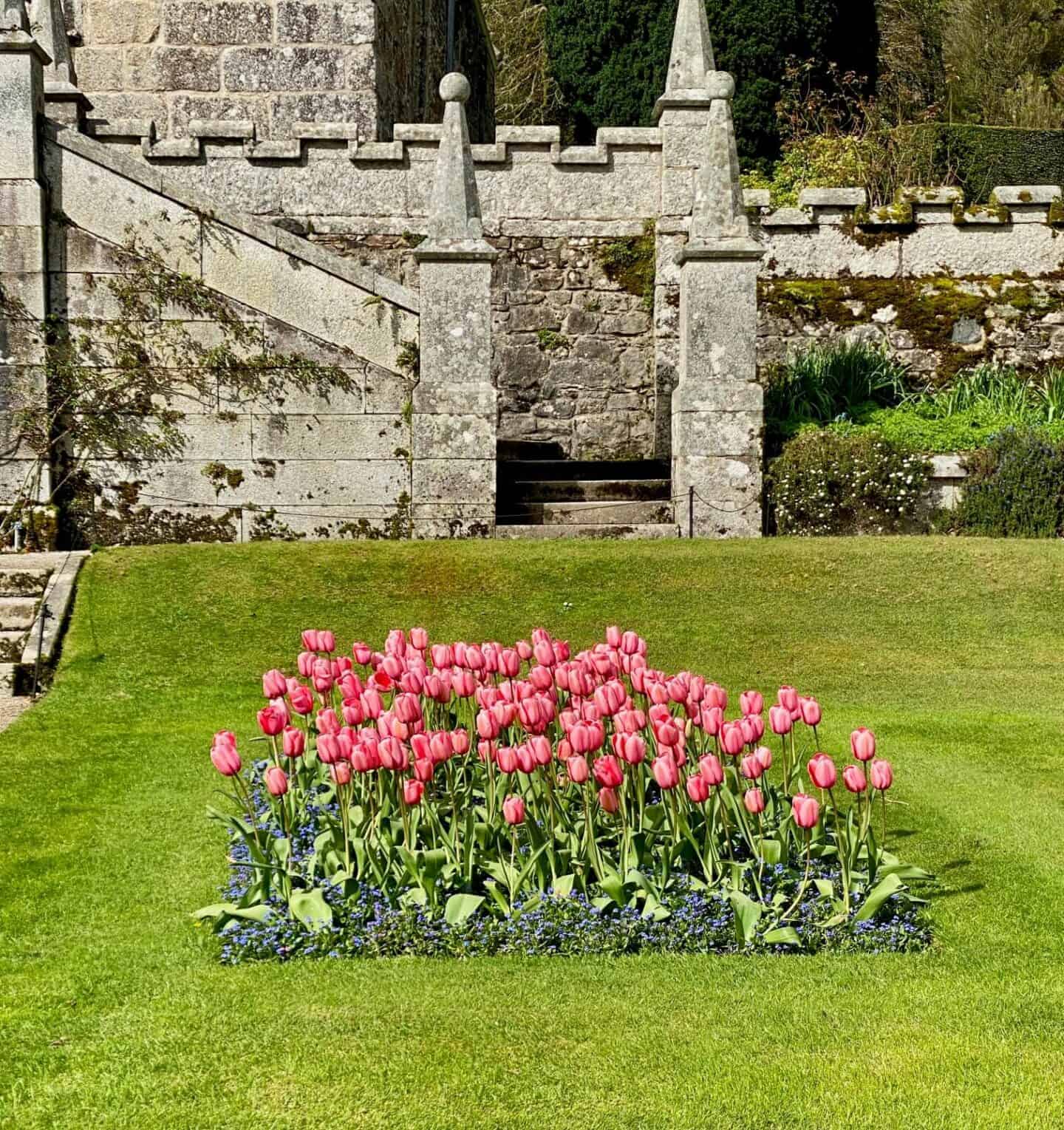Types of Tulips: A Guide to Many Colourful Varieties - Rachel Bustin