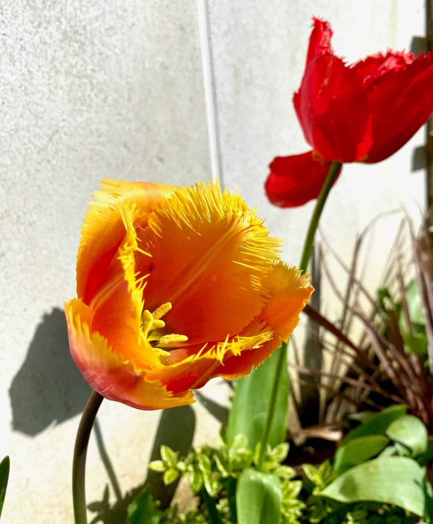 Types of Tulips: A Guide to Many Colourful Varieties - Rachel Bustin