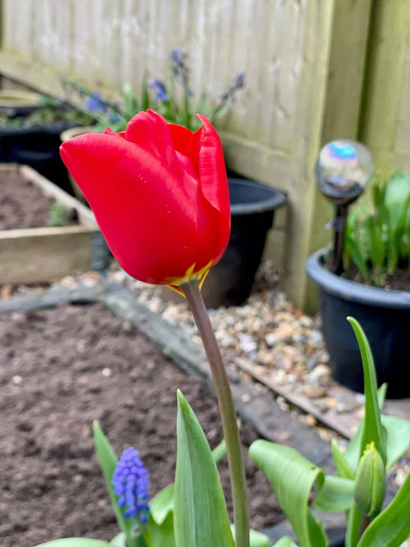 Types of Tulips: A Guide to Many Colourful Varieties - Rachel Bustin