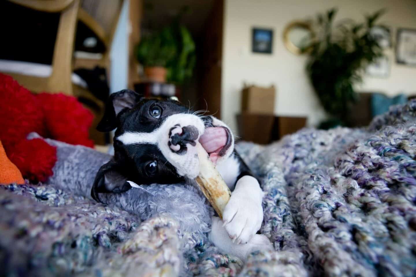 How Safe Chewing Habits Can Improve Your Dog’s Health - Rachel Bustin