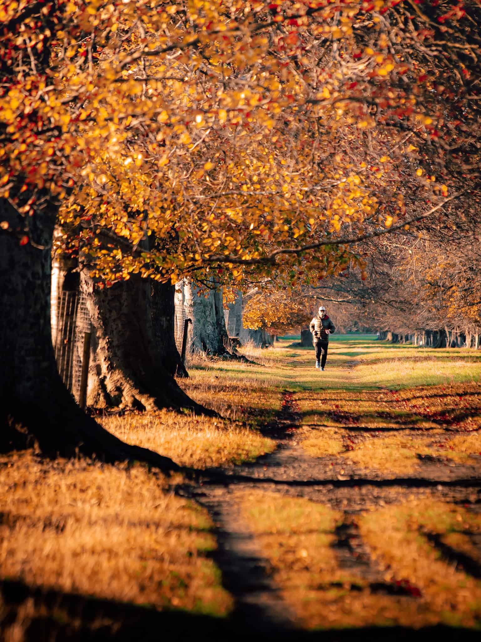 Top Photo Spots for Autumn Colours in Dublin | Travel Ireland Today