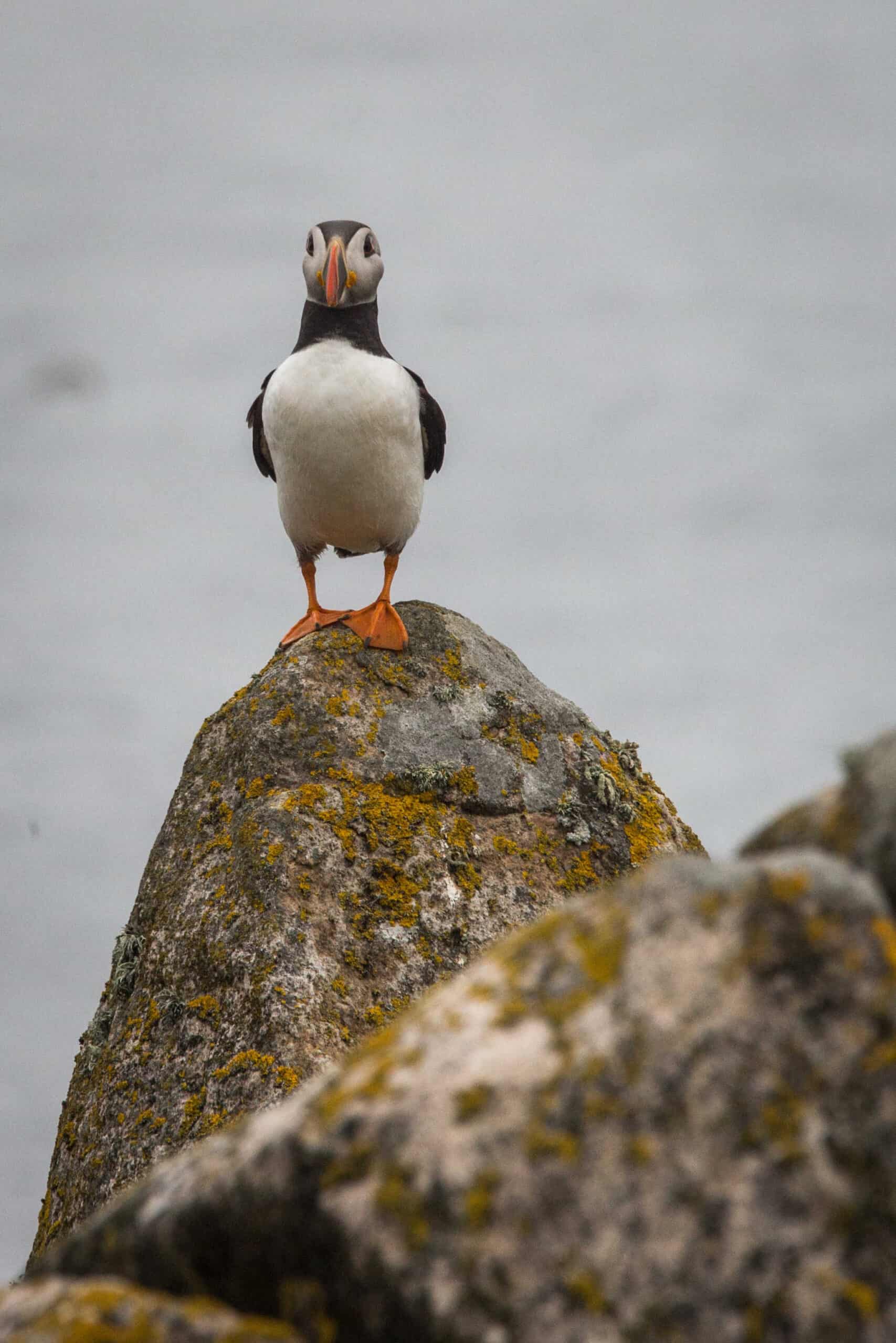 Saltee Islands Guide - Ferry, Wildlife & Map [Update 2025 ]