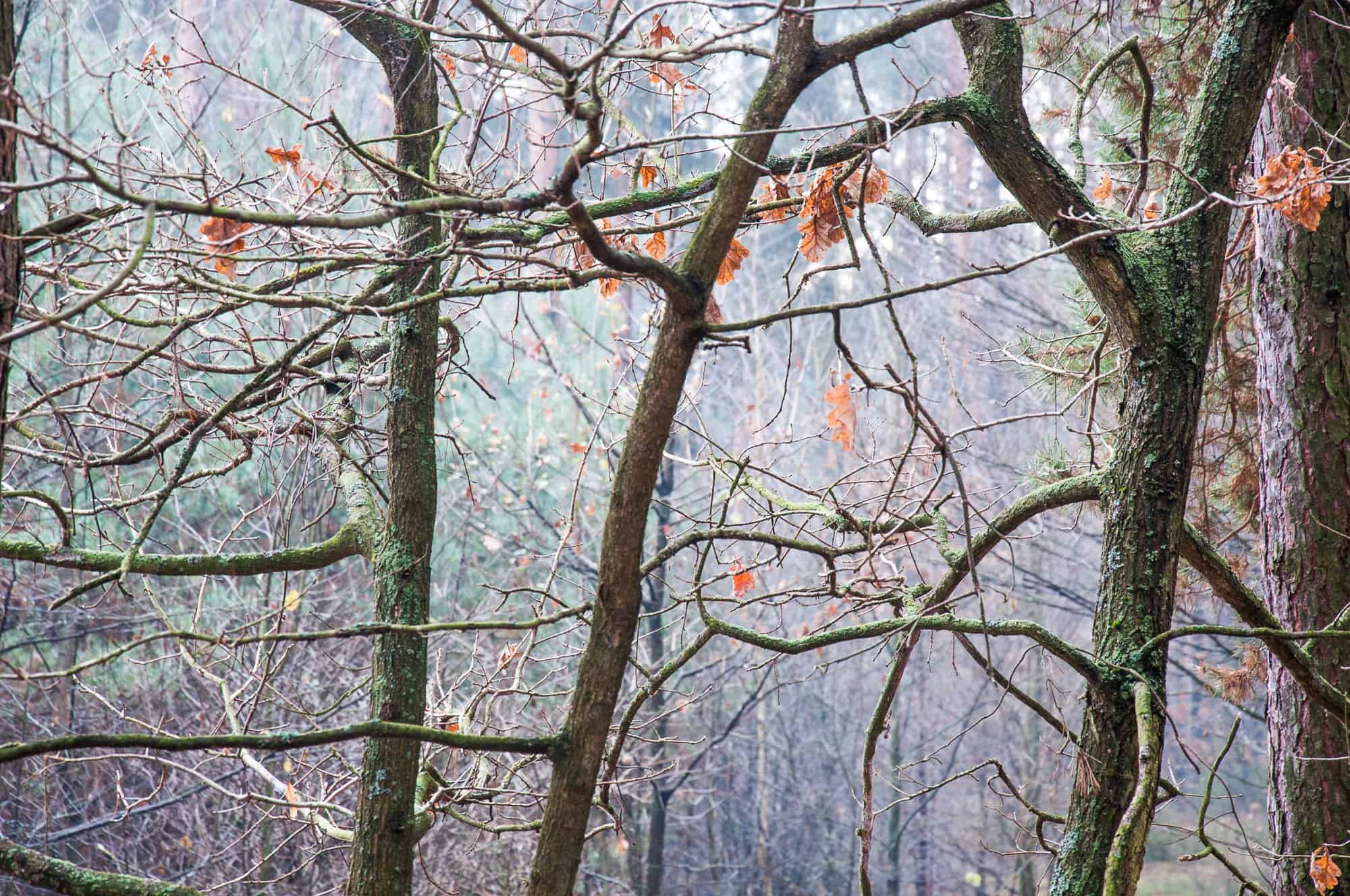 Brok - Adam Mazek Photography - Official Website - Tourism