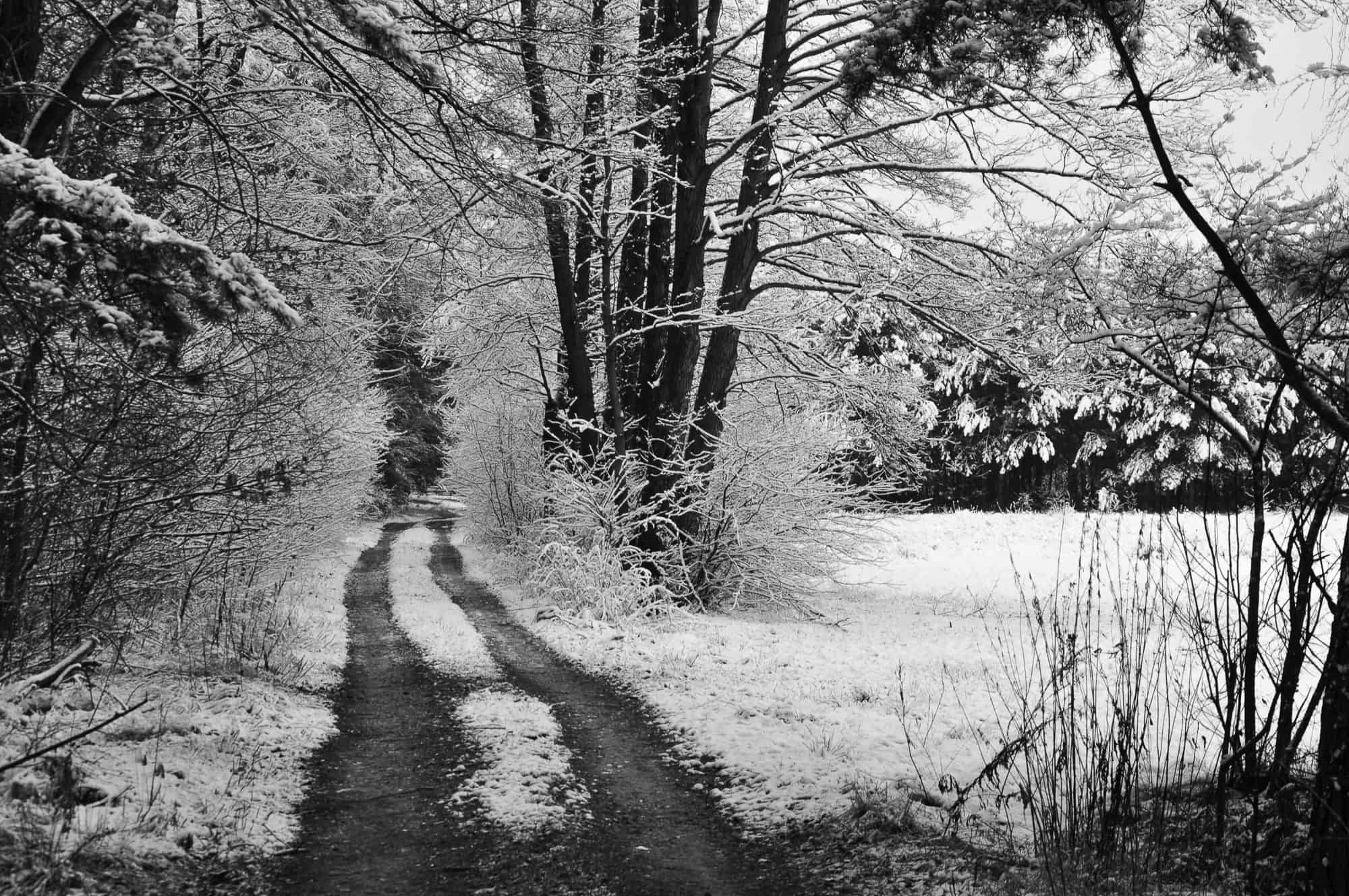 Frigid temperatures in the forest. - Adam Mazek Photography