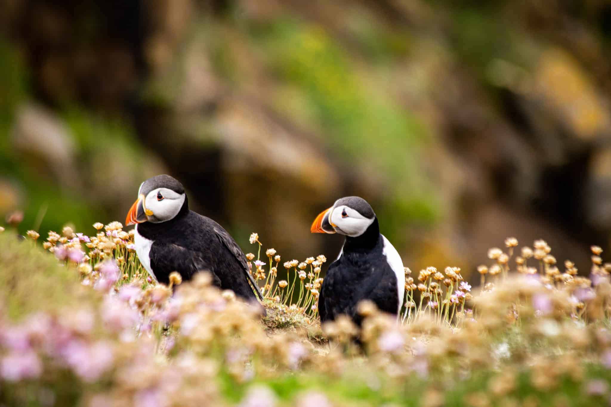 Saltee Islands Guide - Ferry, Wildlife & Map [Update 2026 ]