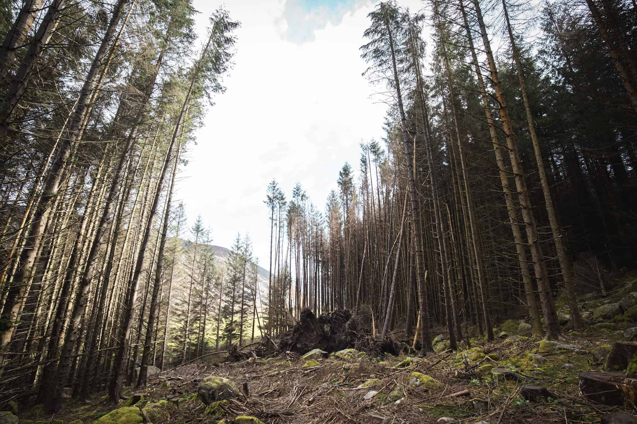 Lough Dan Walk, Everything You Need To Know in 2026