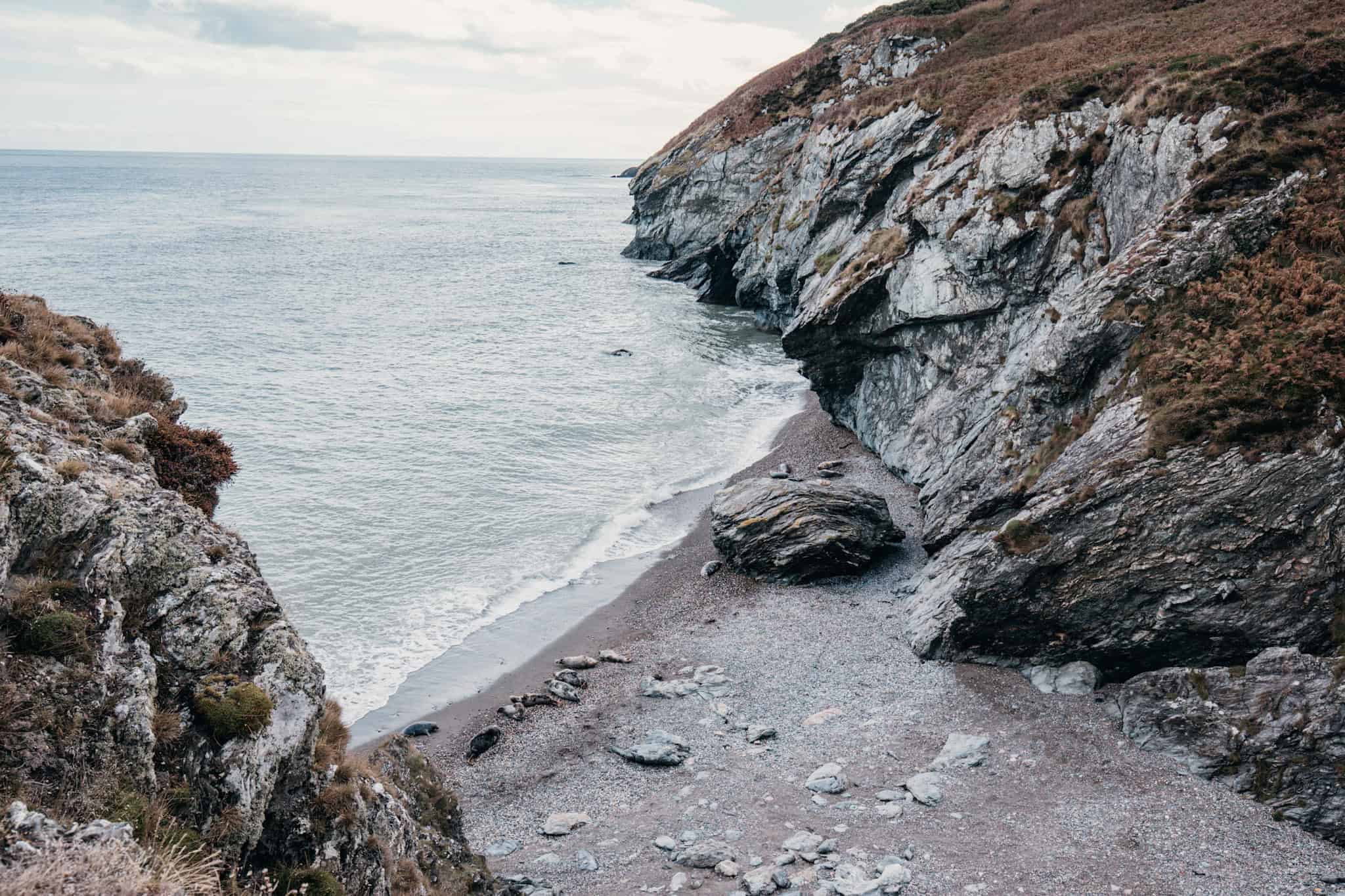 Glen Beach Cliff - Wicklow Coastal walk (with Seal!) | Travel Ireland Today