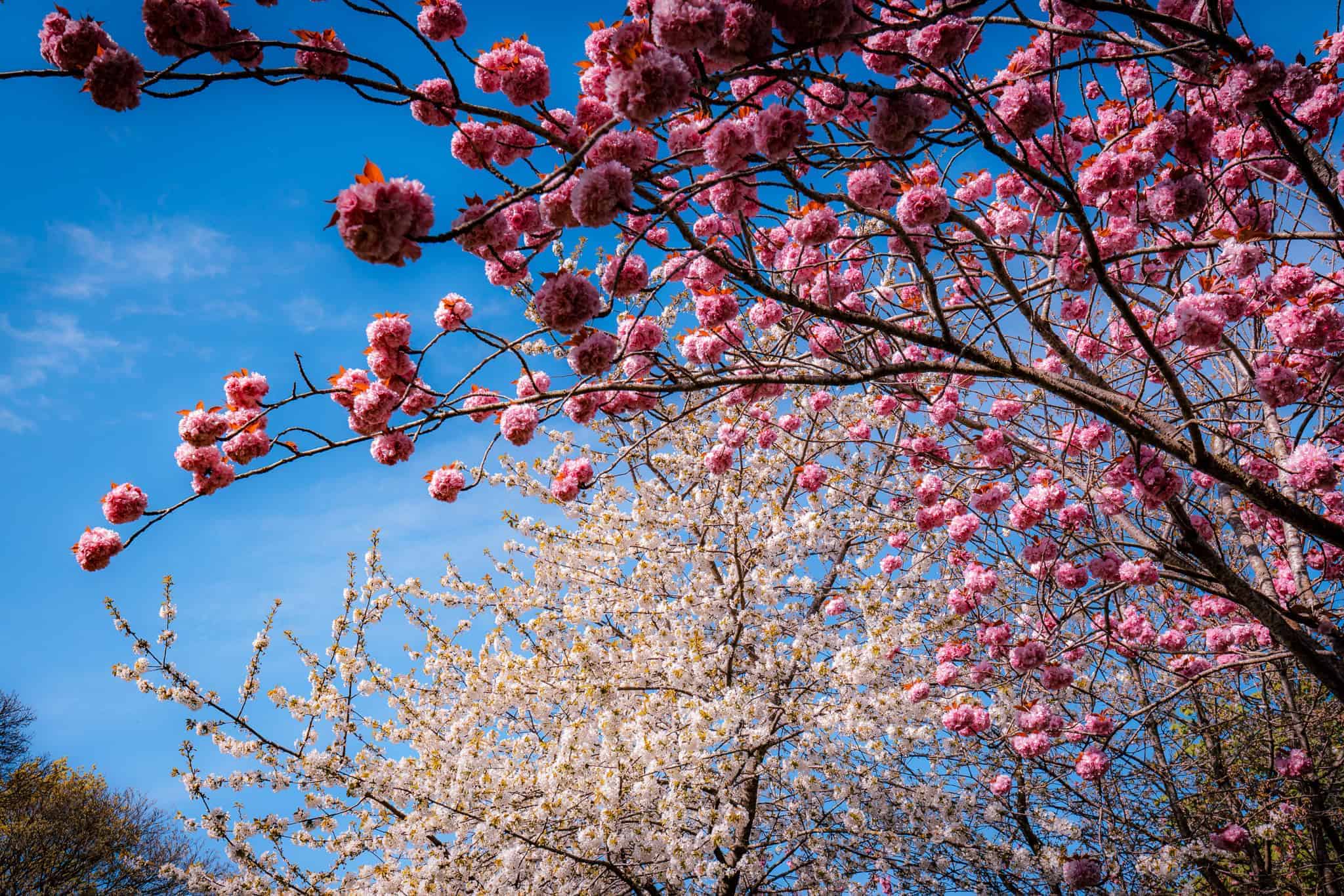 Where to Find Cherry Blossom in Dublin (A Local's Guide) | Travel ...