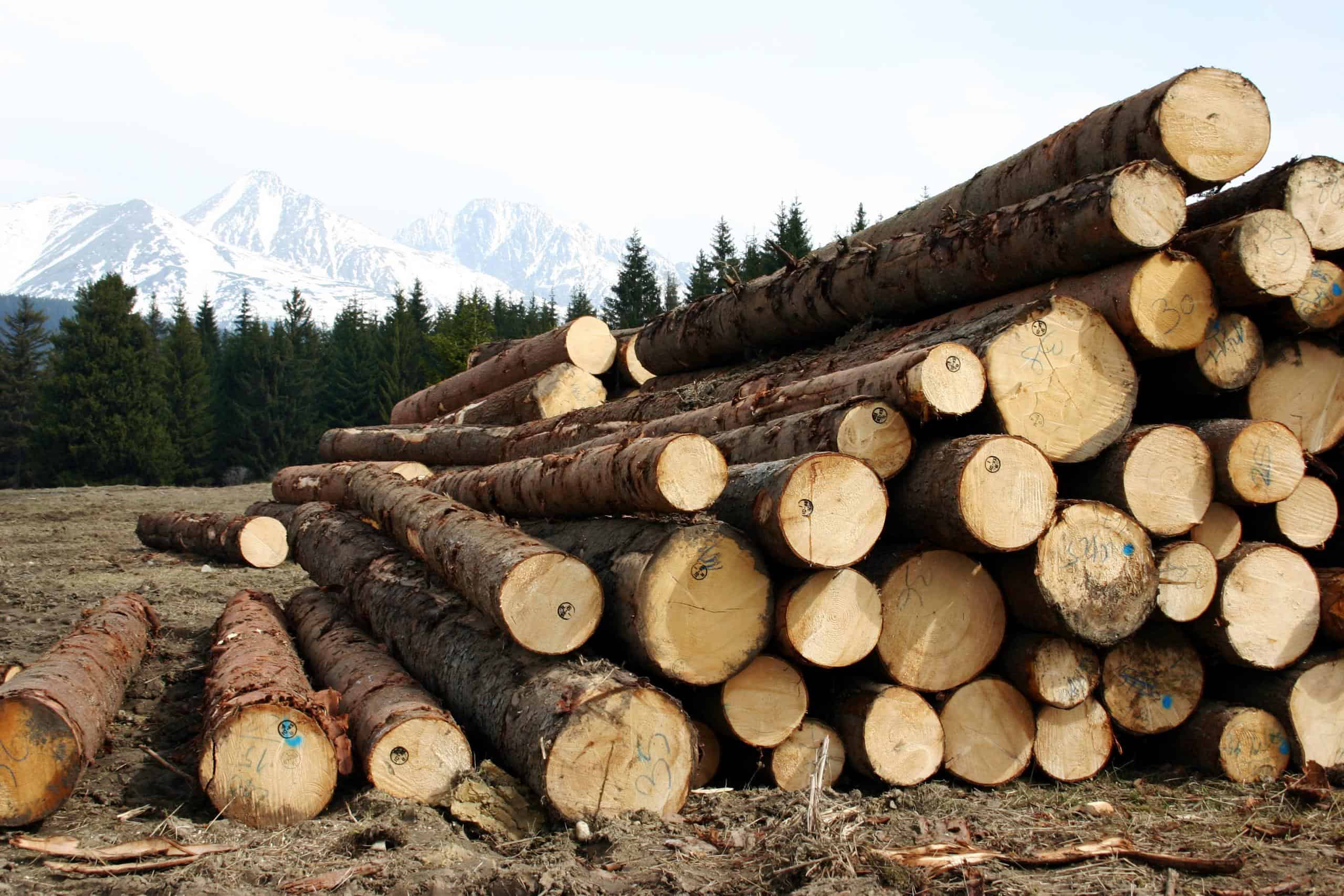 ABCs of Sawmill Scanning: Bucking & Merchandising » JoeScan ABCs of Sawmill Scanning: Bucking & Merchandising » JoeScan