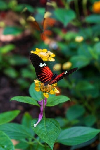 30 Fun Things to Do in St. Louis with Kids - Twin Family Travels