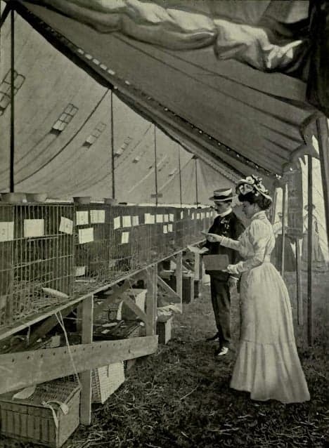 The Fascinating History of Cat Shows: From the Middle Ages to Modern ...