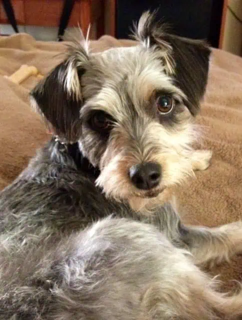 Pinny Poo: The Adorable, Loyal, And Loving Doggy