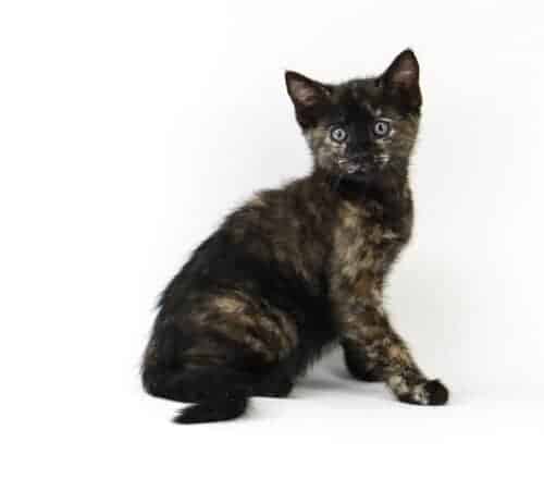 Cat Introductions – So you’re getting another cat – AZ CARE Rescue