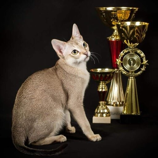 The Fascinating History of Cat Shows: From the Middle Ages to Modern ...