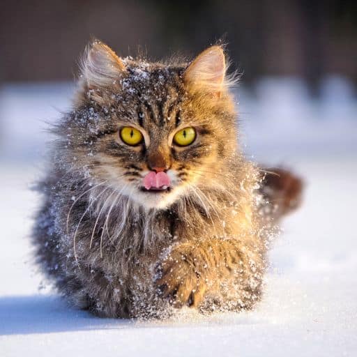 Keep Kitty Warm: Feral Cat Winter Safety