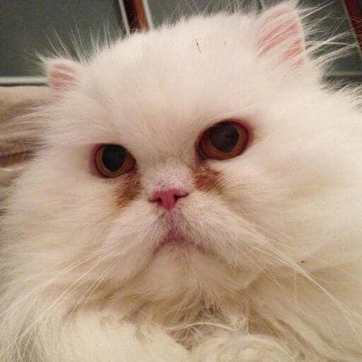 Tear Stains in Cats: Causes, Treatment, and Prevention Tips Tear Stains in Cats: Causes, Treatment, and Prevention Tips